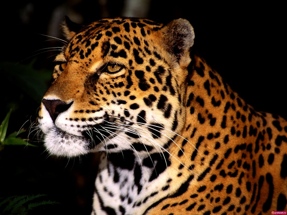 Bilde til bakgrunn Vilt, Jaguar, Dyr | Gratis bakgrunnsbilder
