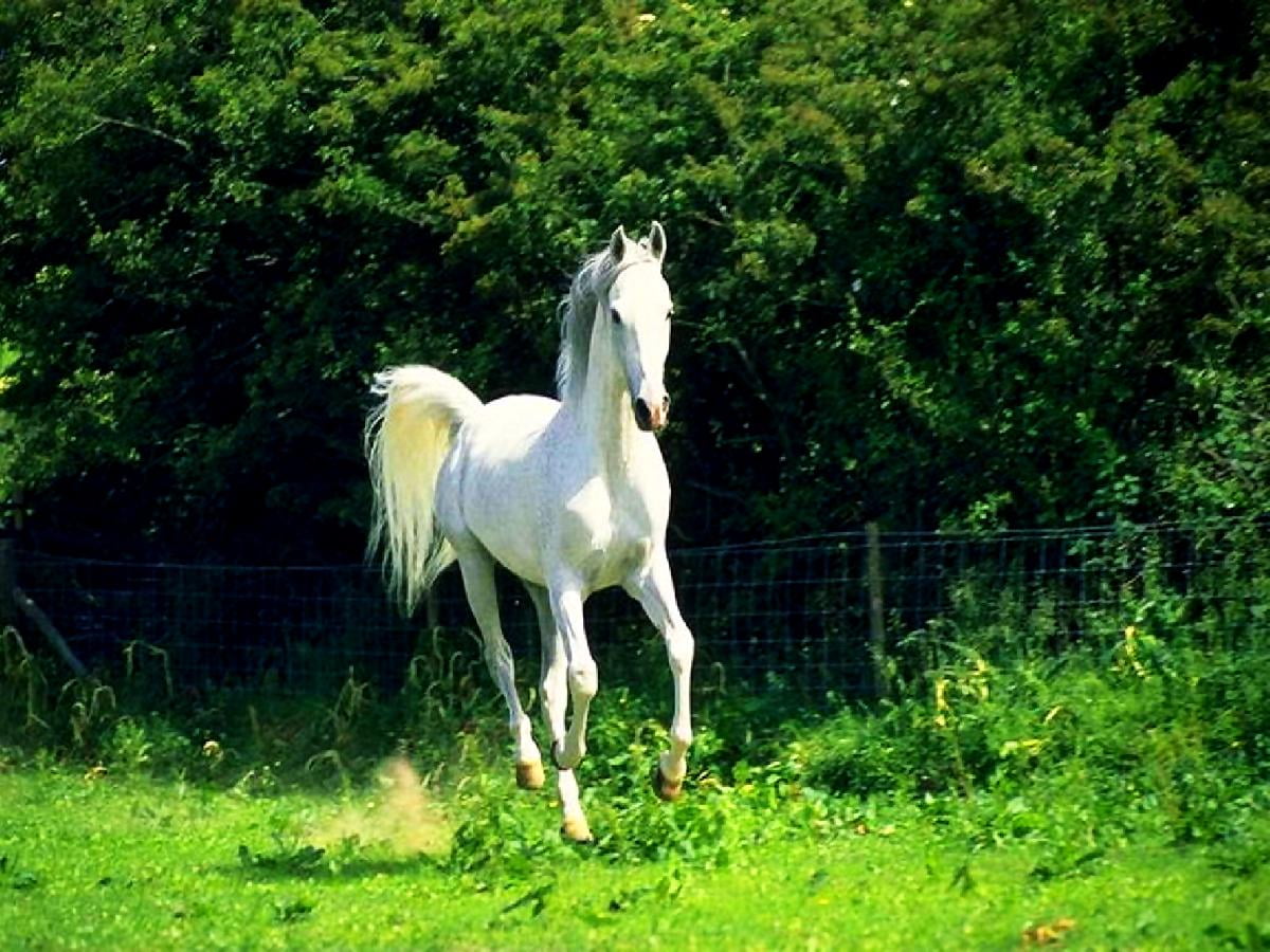 110+ Hingst baggrunde HD | Download Gratis Baggrundsbilleder
