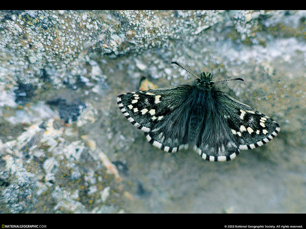 Fondo de pantalla Nat Geo, Mariposa, Insectos | Descargar Fondo