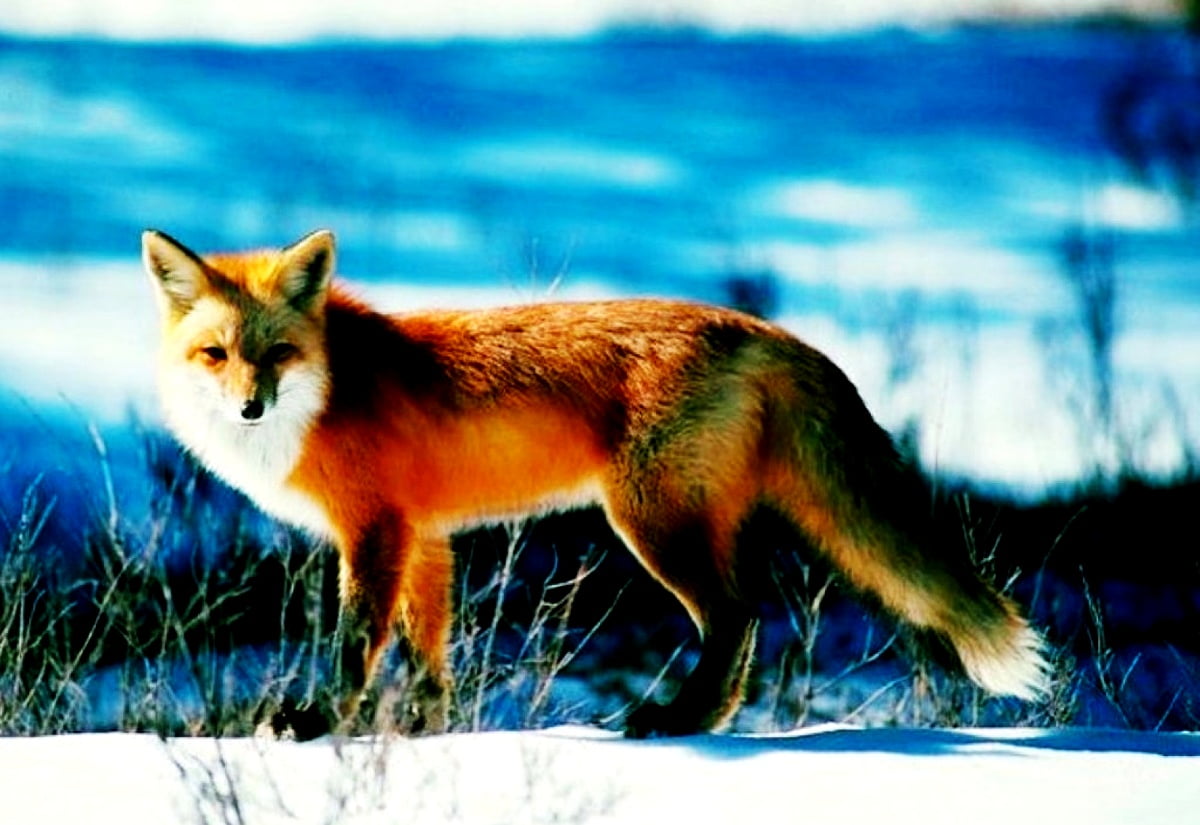 Taustakuva Kettu, Villieläimet, Kallioita | Lataa Kuvat Ilmaiseksi