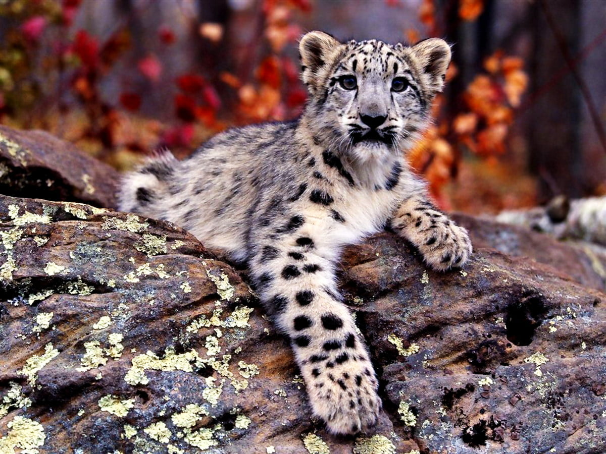 40+ Fondos de pantalla - Leopardo HD |Fondos Gratis