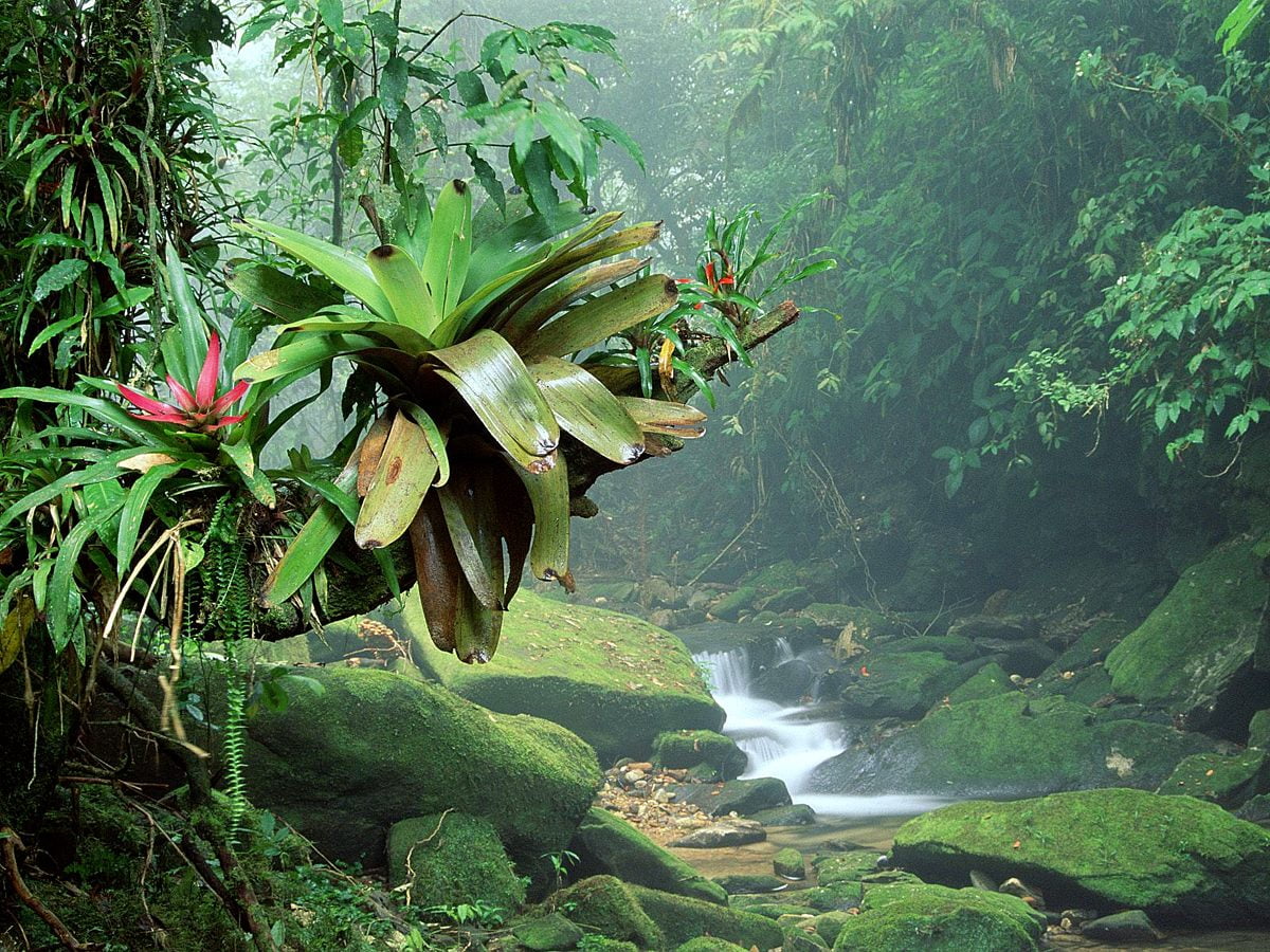 Bakgrunn Brasil, Natur, Jungel | Gratis Topp bakgrunner
