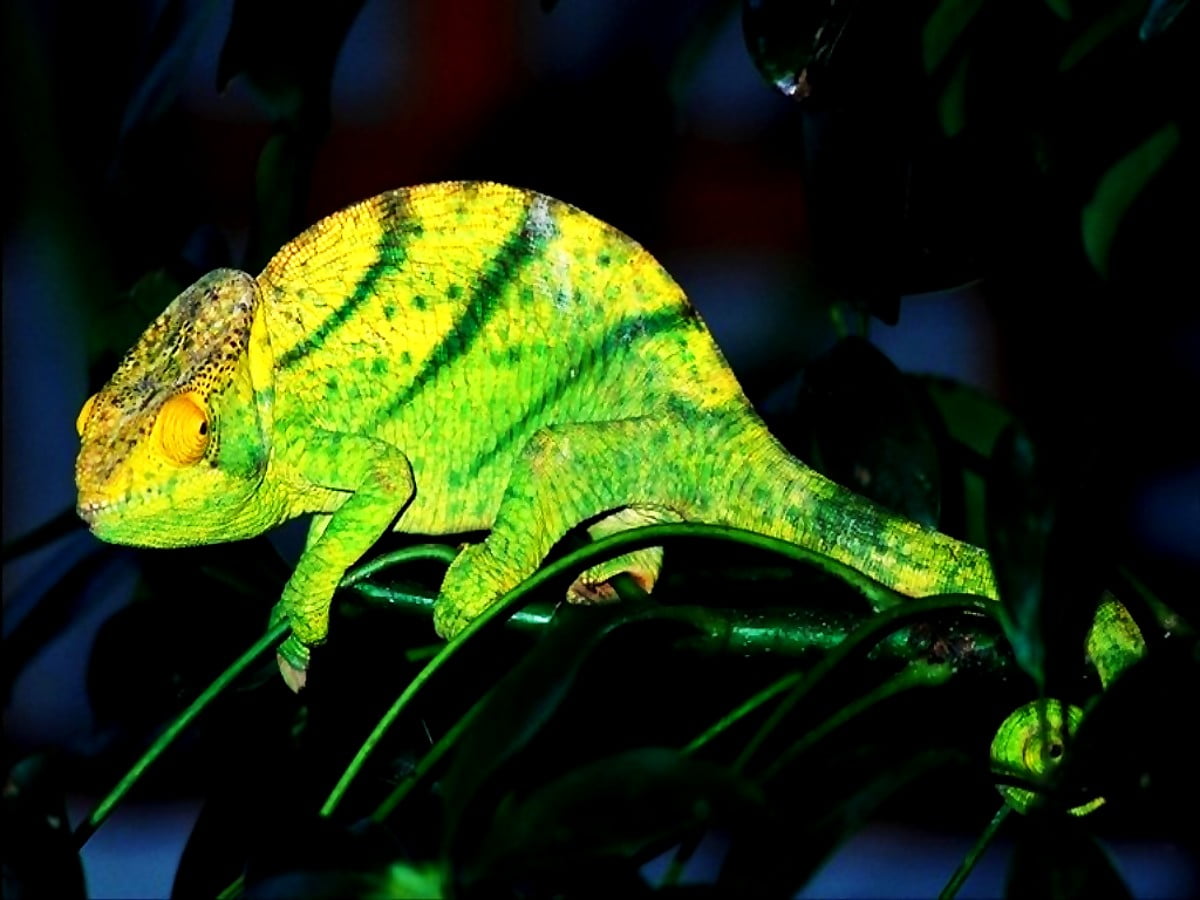 Duvar kağıtları Bayağı bukalemun HD | Ücretsiz Duvar Kağıtları