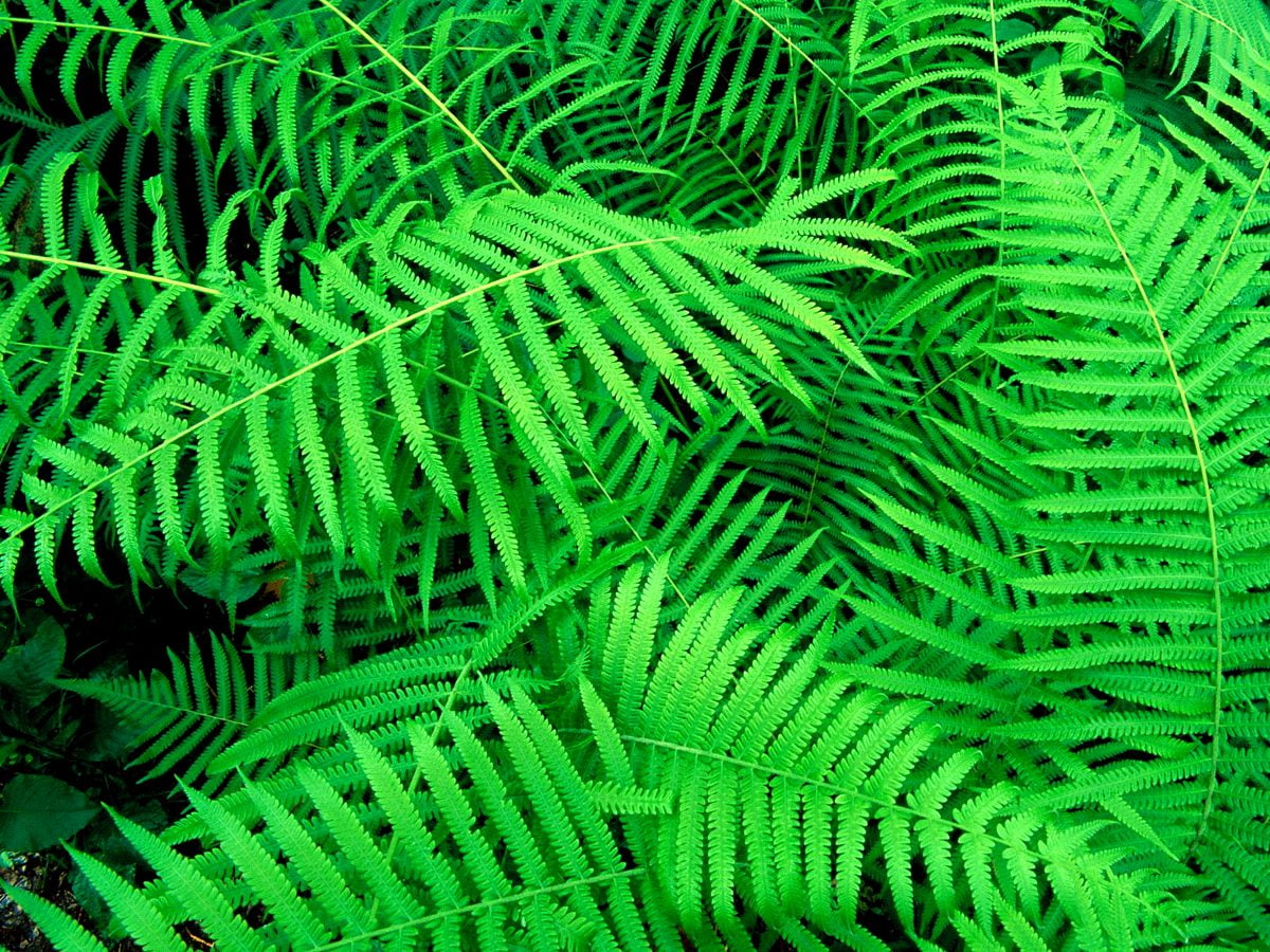 520+ Forest wallpapers HD | Download Free backgrounds