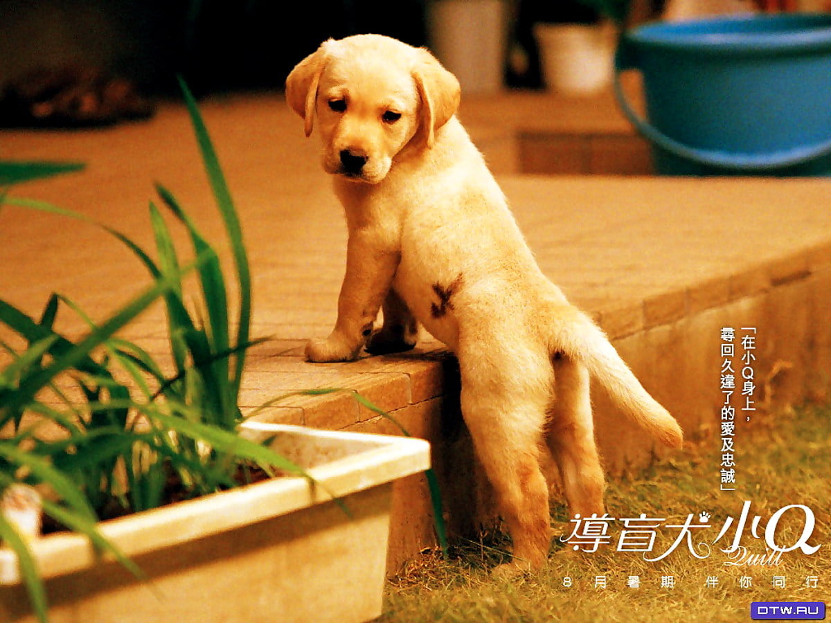 20+ Golden retriever baggrunde HD | Download Gratis Baggrundsbilleder