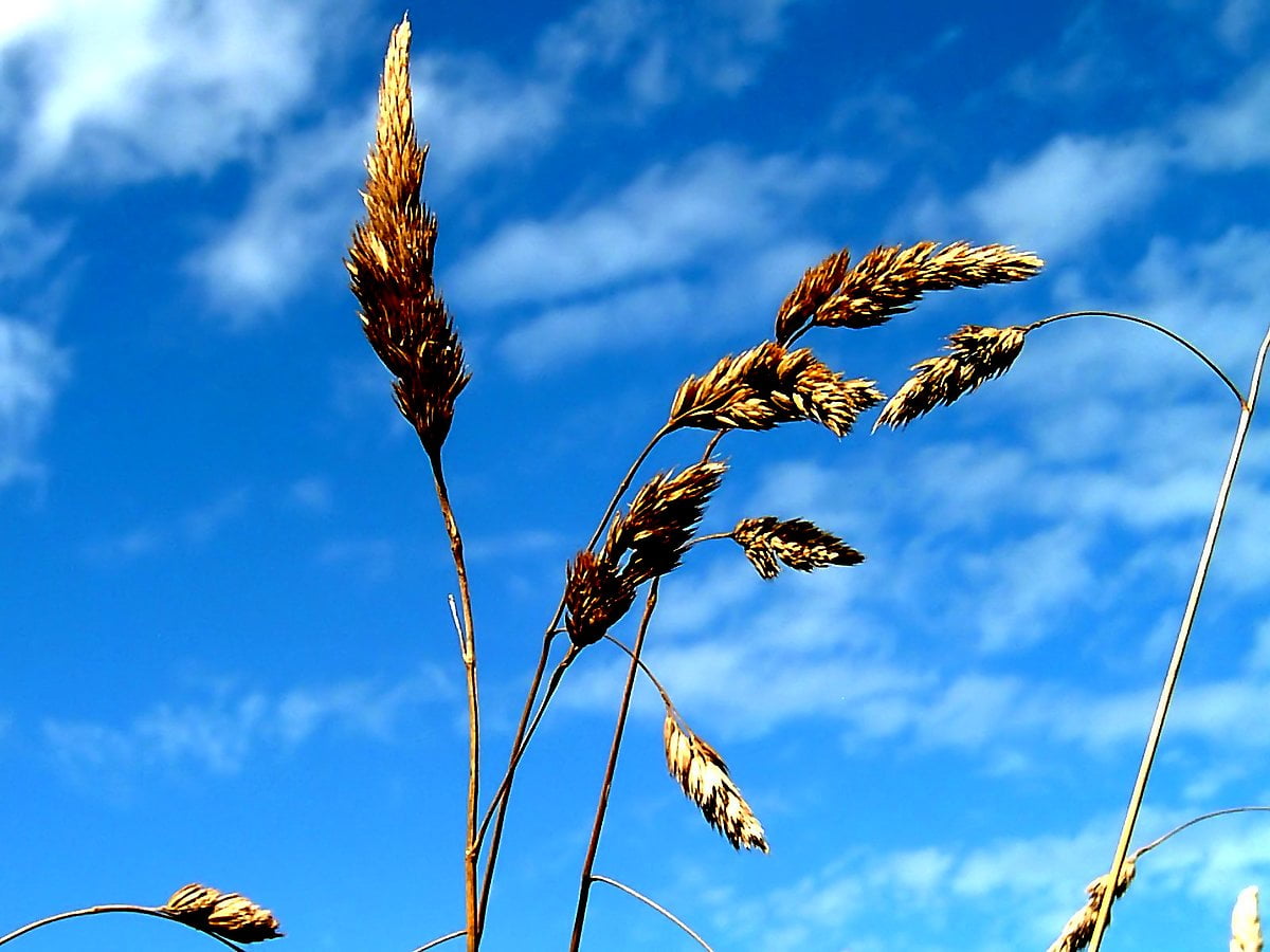 Wheat wallpapers HD | Download Free backgrounds