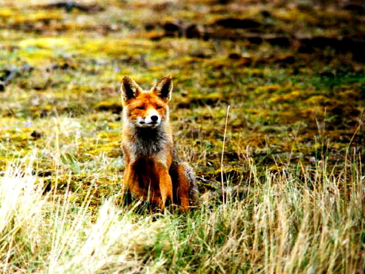 Kettu, Punainen Kettu, Villieläimet taustakuva | Parhaita Ilmaisia Kuvia