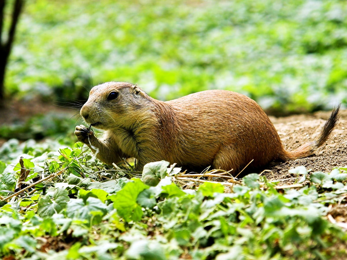 Fonds d'écran Marmotte HD | Télécharger Gratuitement