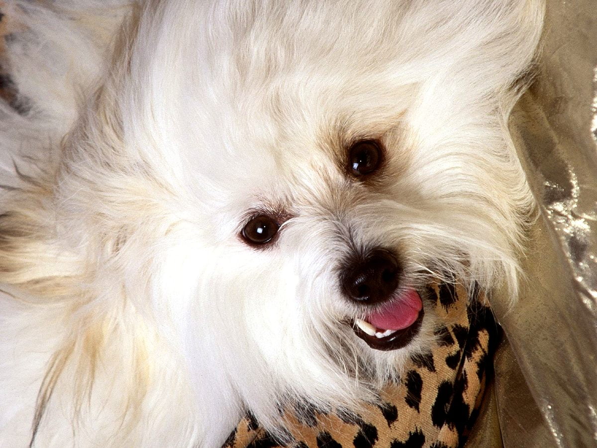 180+ Hunde baggrunde HD | Download Gratis Baggrundsbilleder
