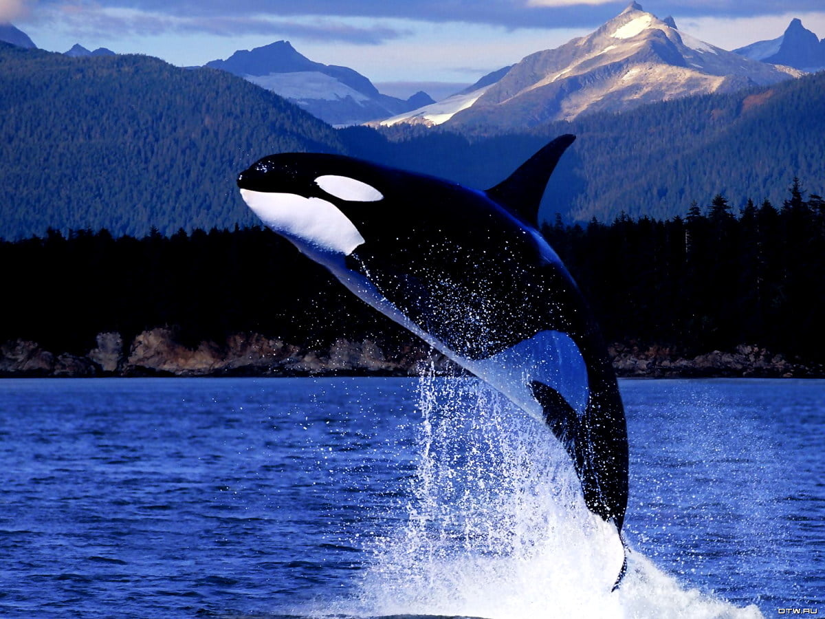 60+ Fondos de pantalla - Ballena HD | Fondos Gratis