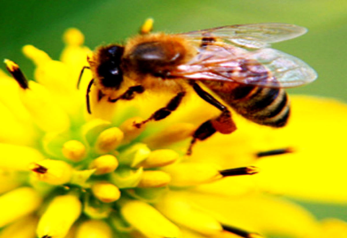 290+ 4K Insects wallpapers | Download Free backgrounds