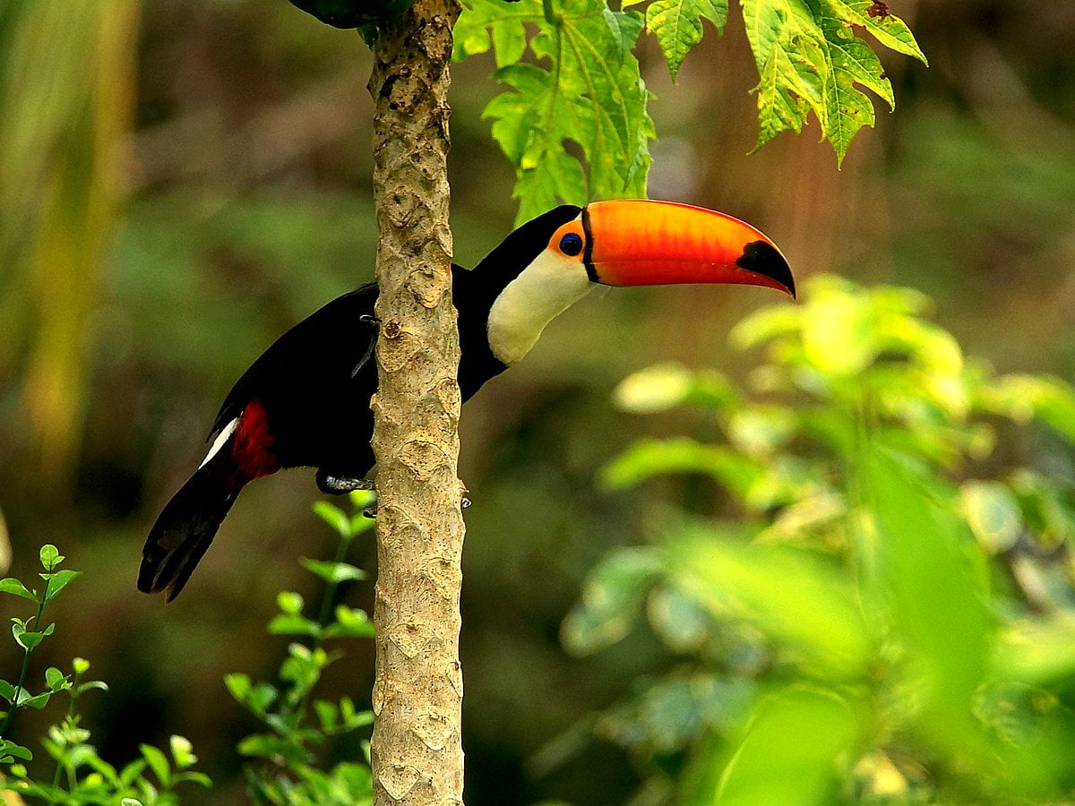 Tukaani taustakuvat HD | Lataa Ilmaiset Taustakuvat