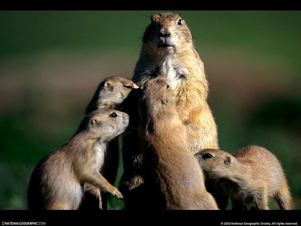 Sjove baggrundsbillede Dyreliv, National Geographic, Nat Geo | Download ...