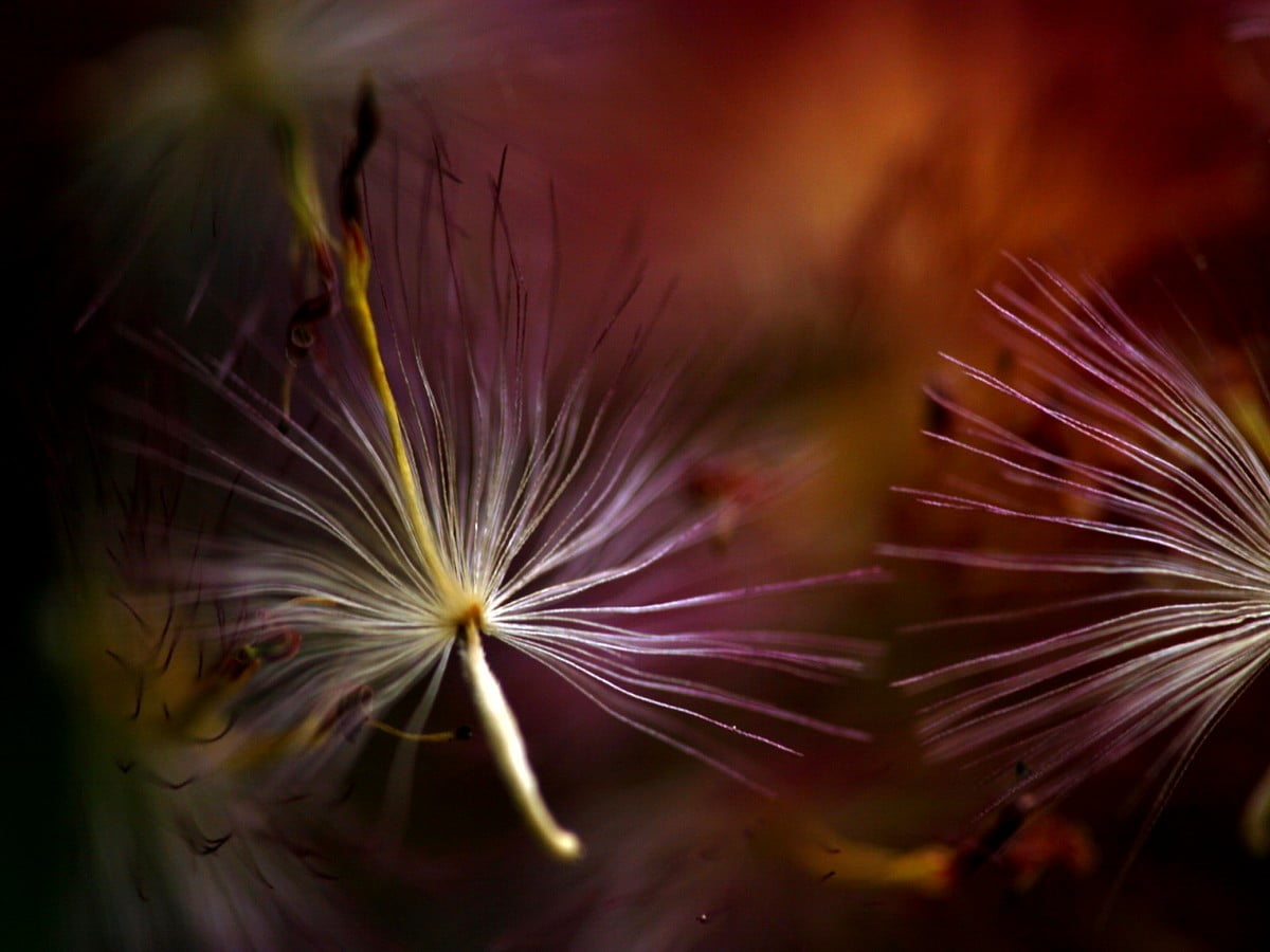 20+ Dandelion wallpapers HD | Download Free backgrounds