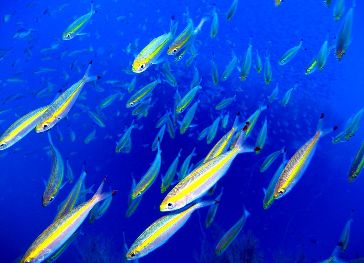 50+ Arrière plan Poisson rouge HD | Fonds d'écran Gratuits