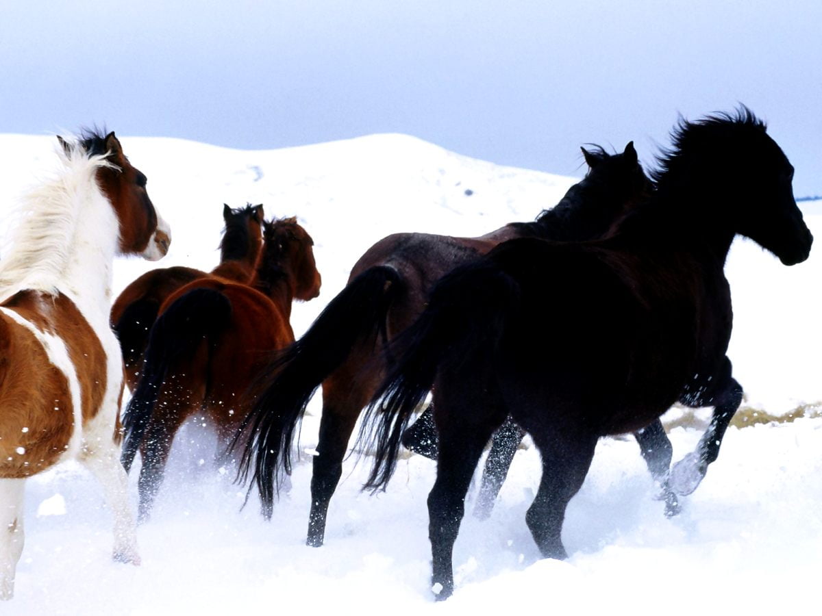 40+ Hjord baggrunde HD | Download Gratis Baggrundsbilleder