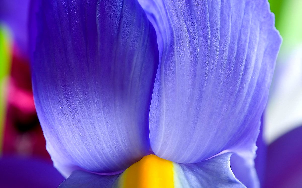 130+ Fondos de pantalla - Lavanda HD | Fondos Gratis