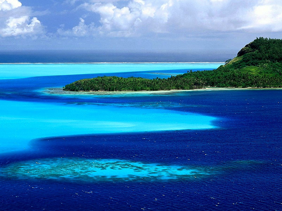 Ranskan Polynesia, Luonto, Palmu taustakuva | Ilmainen Lataus