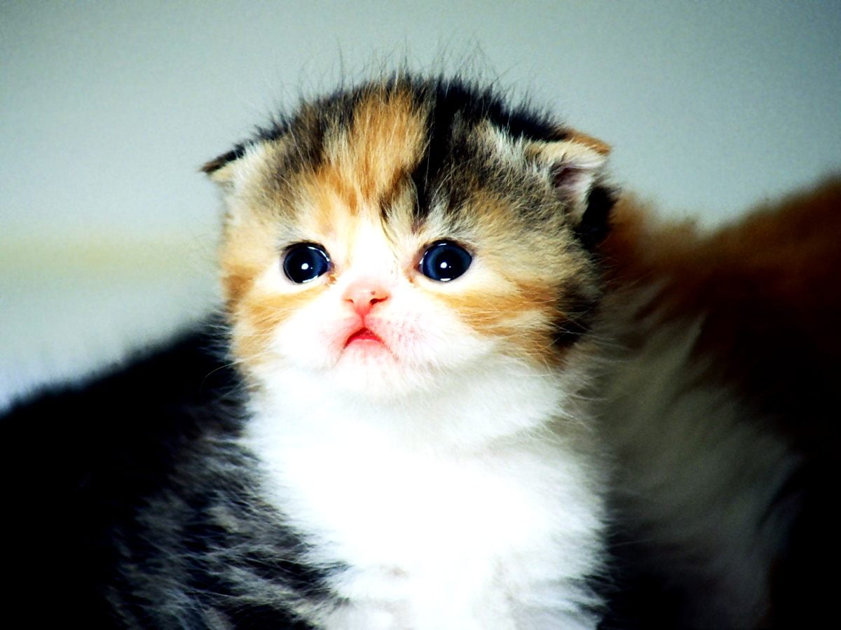 150+ Fonds d'écran Chatons HD | Télécharger Gratuitement