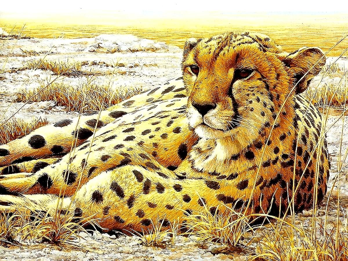 20+ Cheetah wallpapers HD | Download Free backgrounds