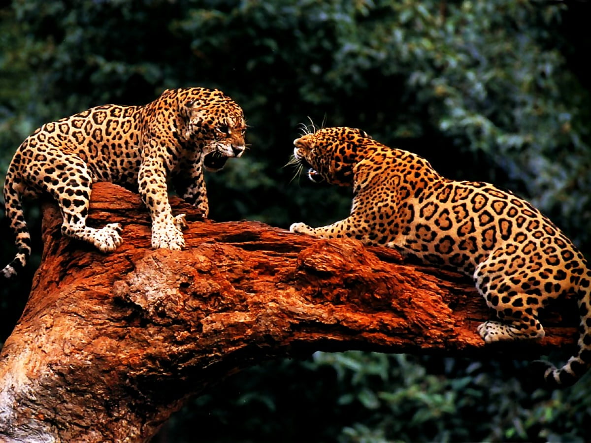 Bilde til bakgrunn Vilt, Jaguar, Dyr | Gratis bakgrunnsbilder
