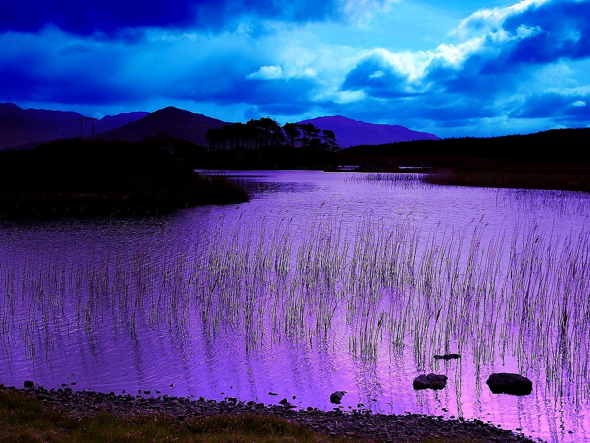 130+ Lavender wallpapers HD 🔥 Download Free backgrounds