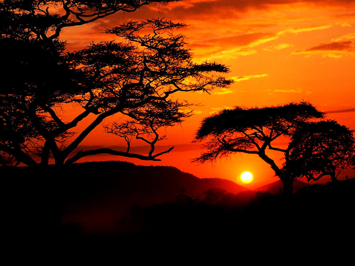 2000+ Phone backgrounds Nature HD 🔥 Download Free wallpapers