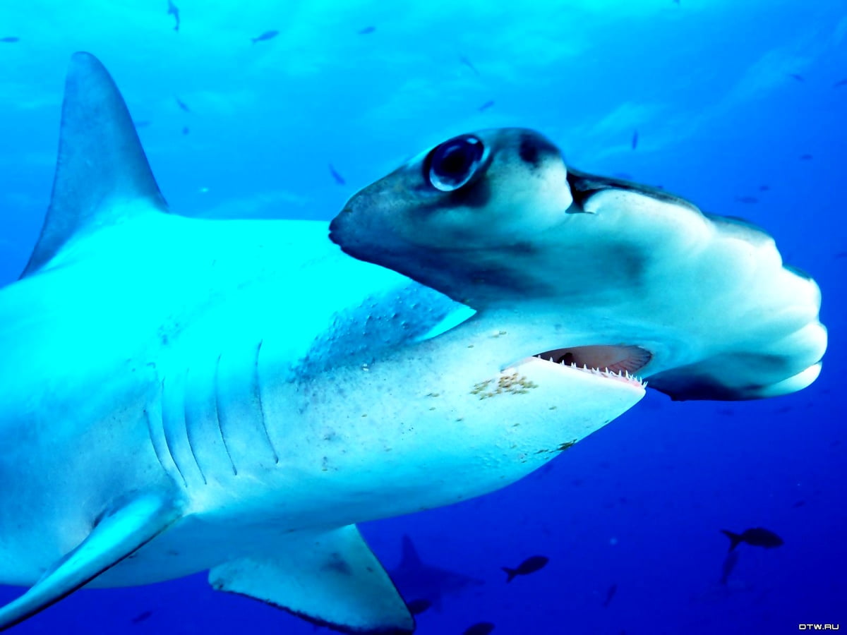 40+ Fonds d'écran Requin HD |Télécharger Gratuitement