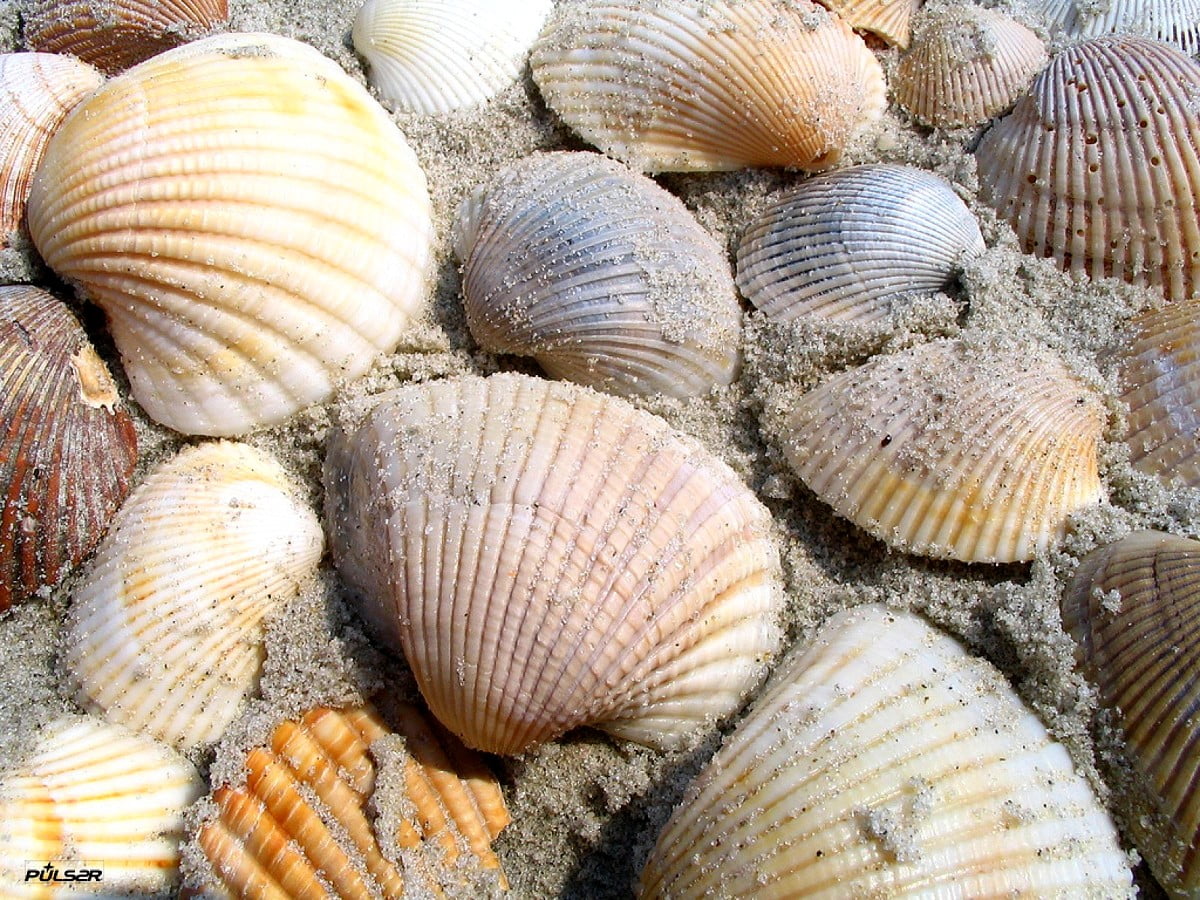 Foto para pantalla Concha, Animales, Moluscos | Imagen Gratis