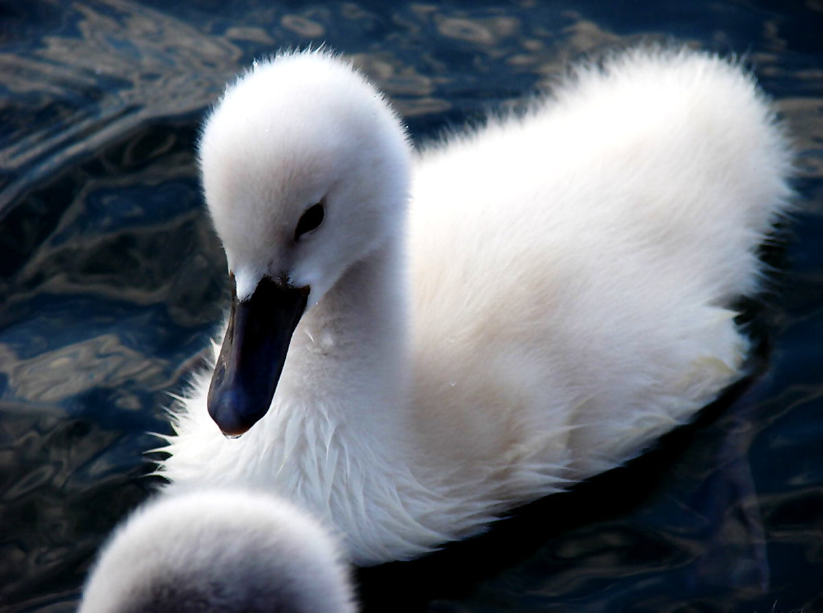 Bird, Swan, Animals wallpaper | Download Free wallpapers