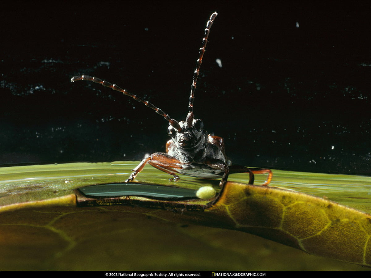Imagen de fondo pretty Vida Silvestre, National Geographic, Nat Geo | Foto