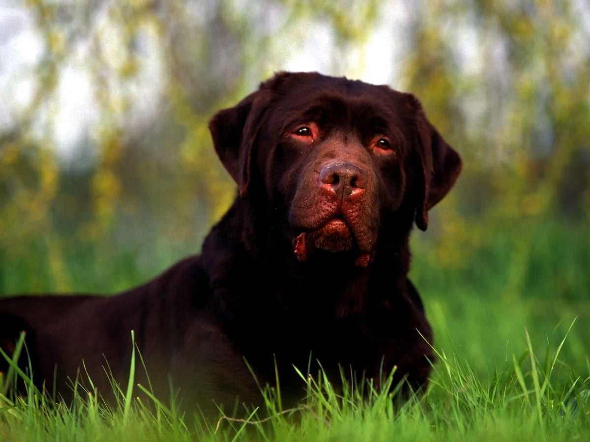 180+ Hunde baggrunde HD | Download Gratis Baggrundsbilleder