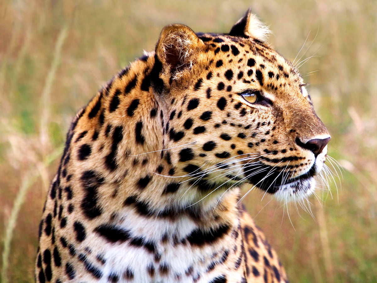 1100+ Wildlife background images | Download Free wallpapers