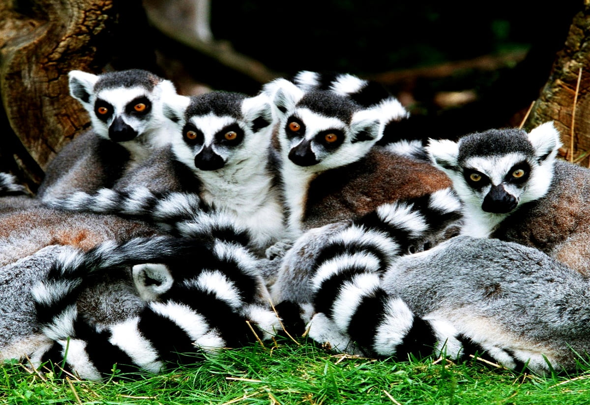 Madagaskar kat baggrunde HD | Download Gratis Baggrundsbilleder