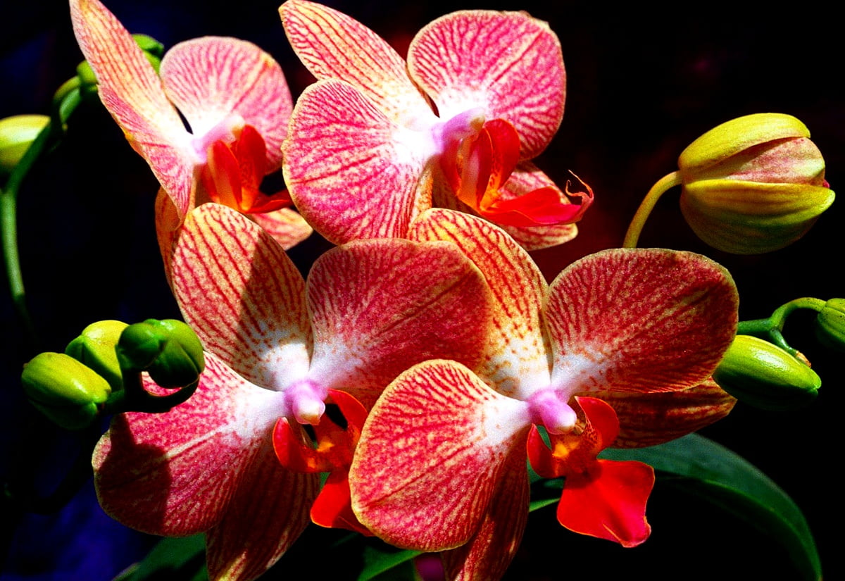 80+ Flower mosaic wallpapers HD | Download Free backgrounds