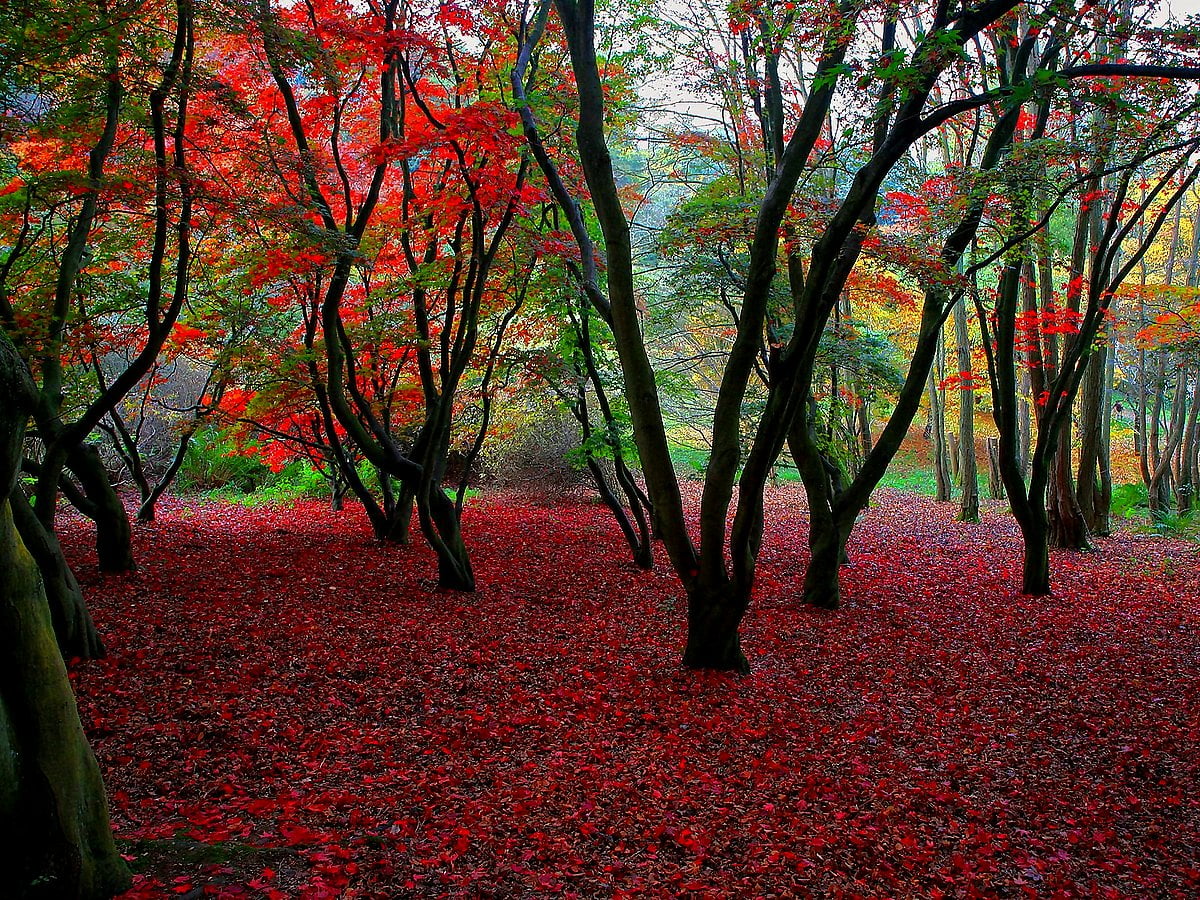Nature, Autumn, Red wallpaper | TOP Free wallpapers