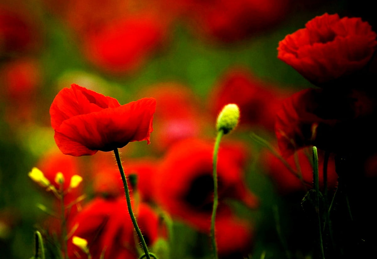 80+ Poppy wallpapers HD | Download Free backgrounds