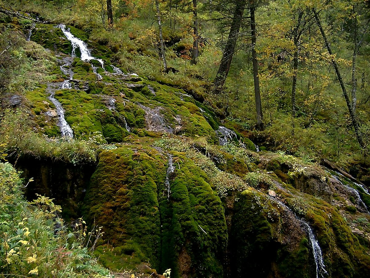 Russia, Nature, Forest wallpaper | TOP Free wallpapers