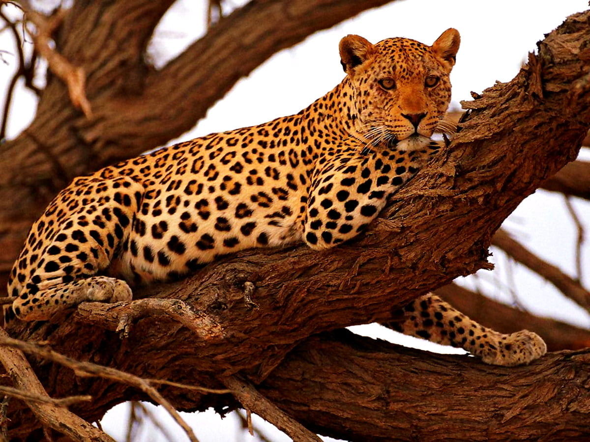 40+ Fondos de pantalla - Leopardo HD |Fondos Gratis