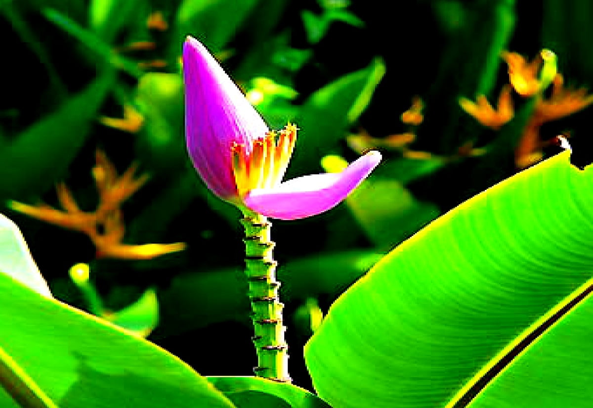 30+ Tropical flowers wallpapers HD | Download Free backgrounds