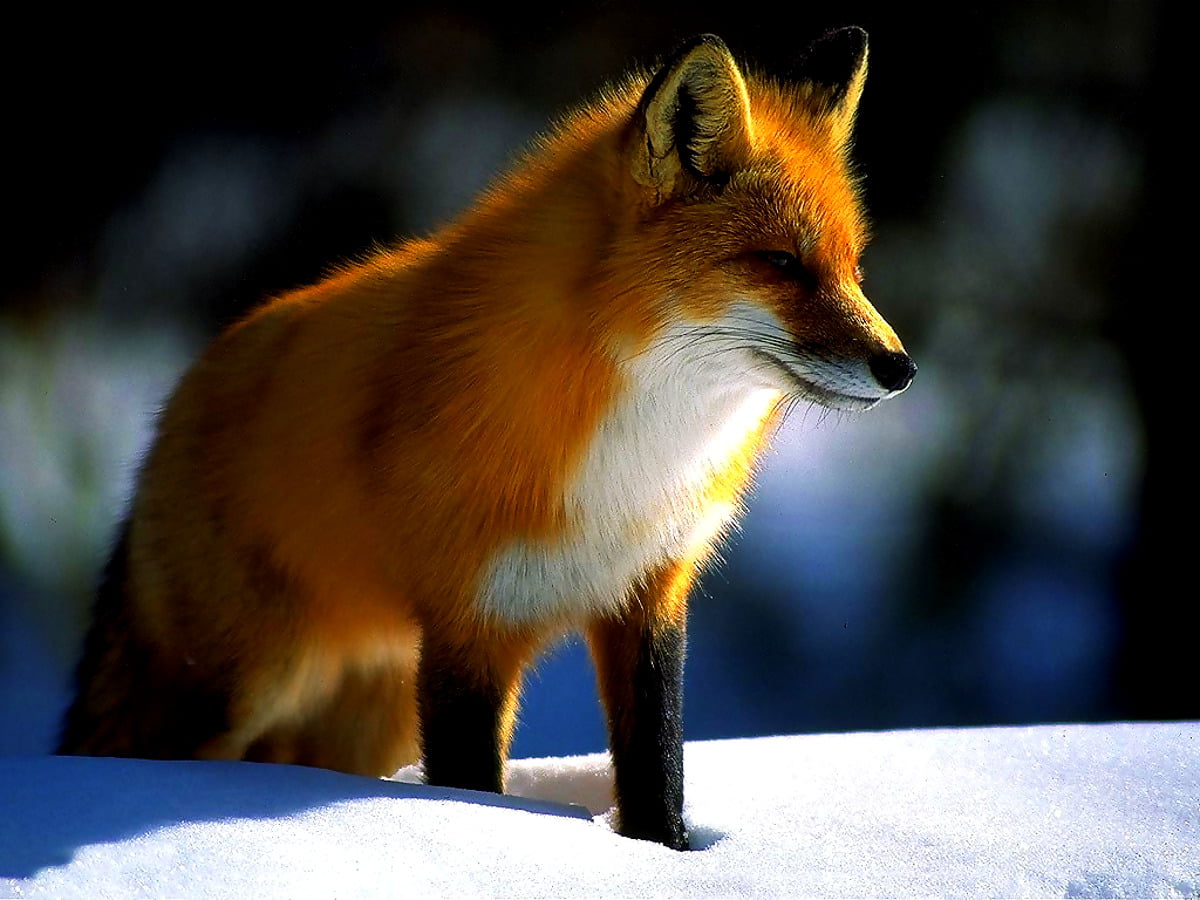 Red Fox, Fox, Wildlife wallpaper | Best Free pictures
