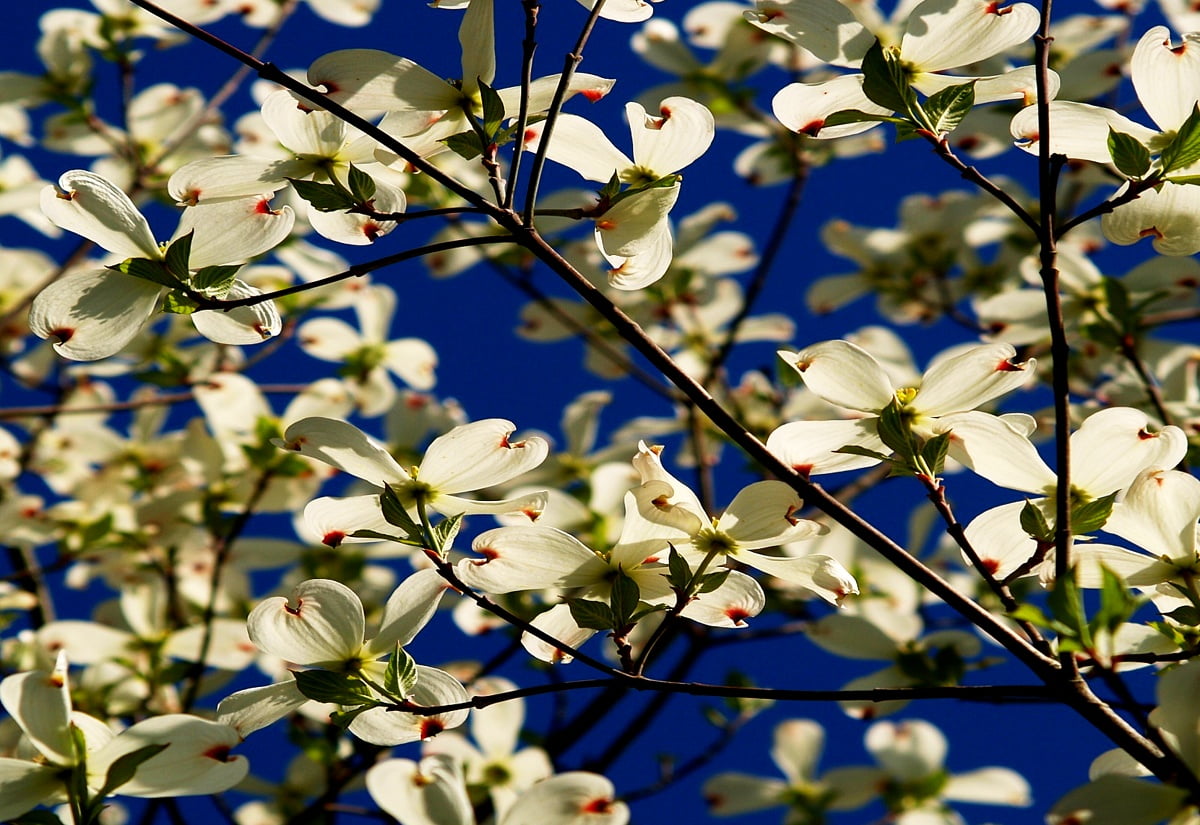 60+ Blue sky wallpapers HD | Download Free backgrounds