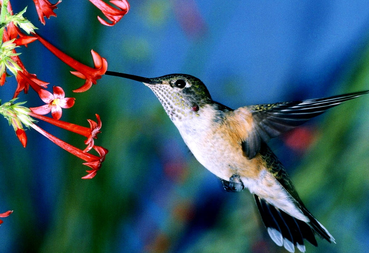 Fondos de pantalla - Colibrí HD | Fondos Gratis