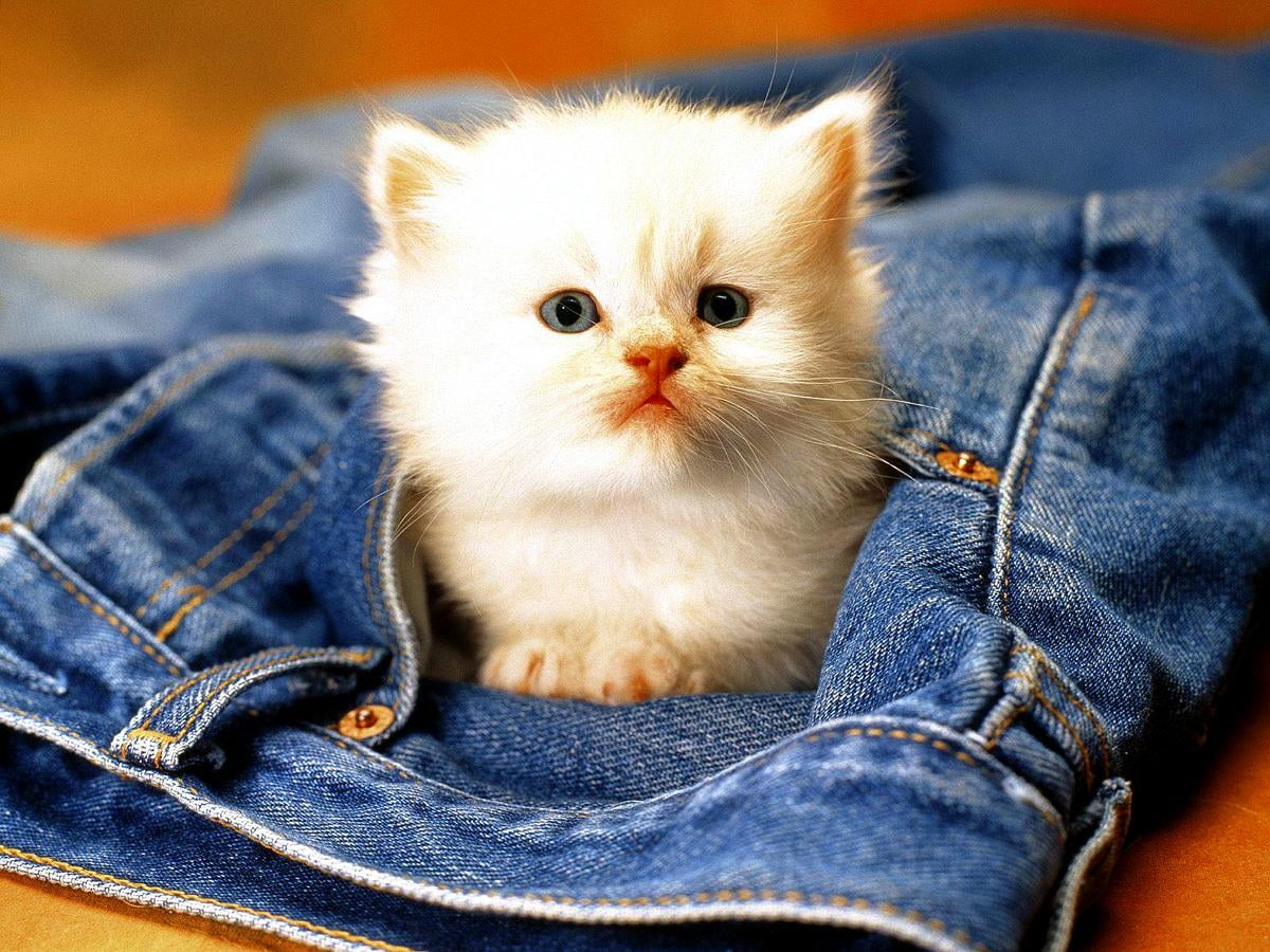 150+ Fonds d'écran Chatons HD | Télécharger Gratuitement