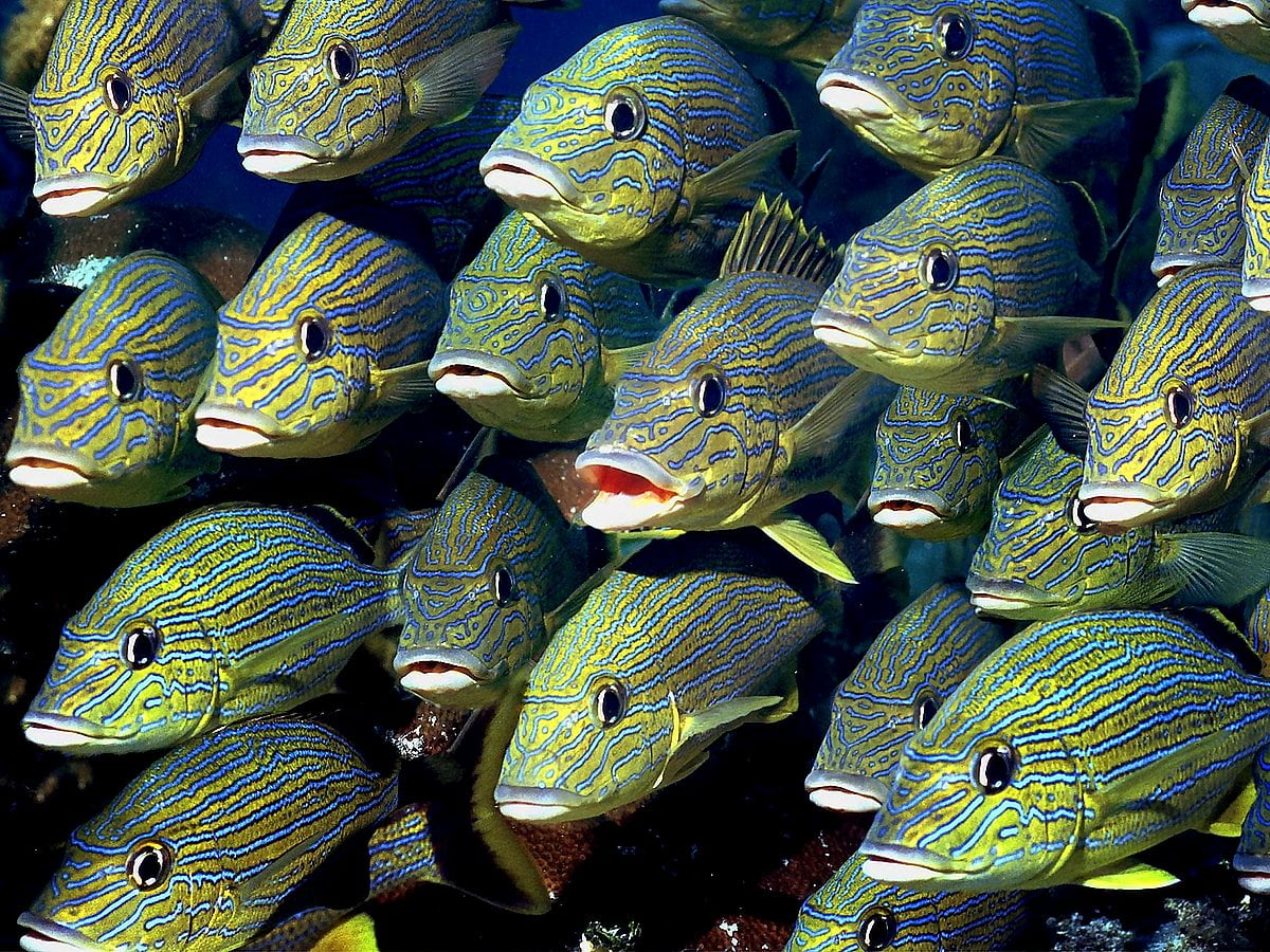 650+ Aquarium background images | Download Free wallpapers