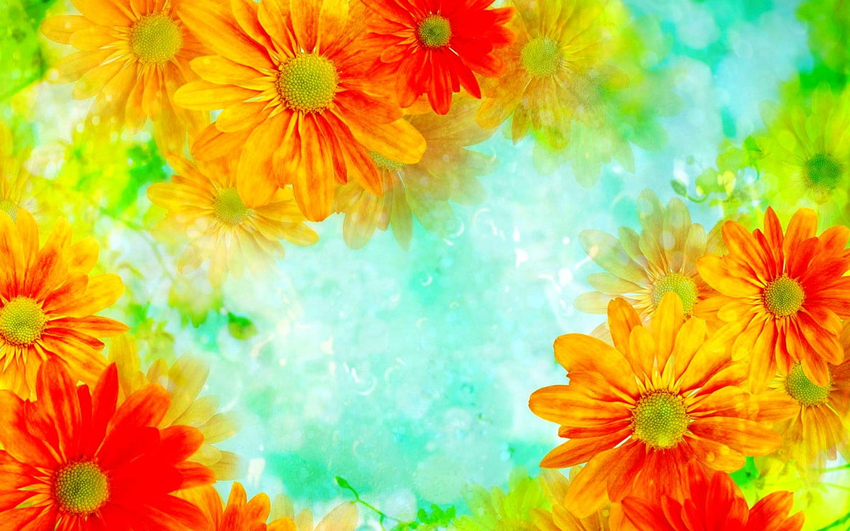 English marigold wallpapers HD | Download Free backgrounds