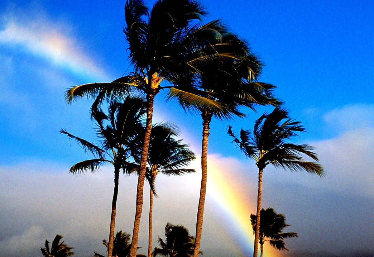 1600x900 imagen de fondo Arcoíris, Naturaleza, Palmera | Imagen de ...