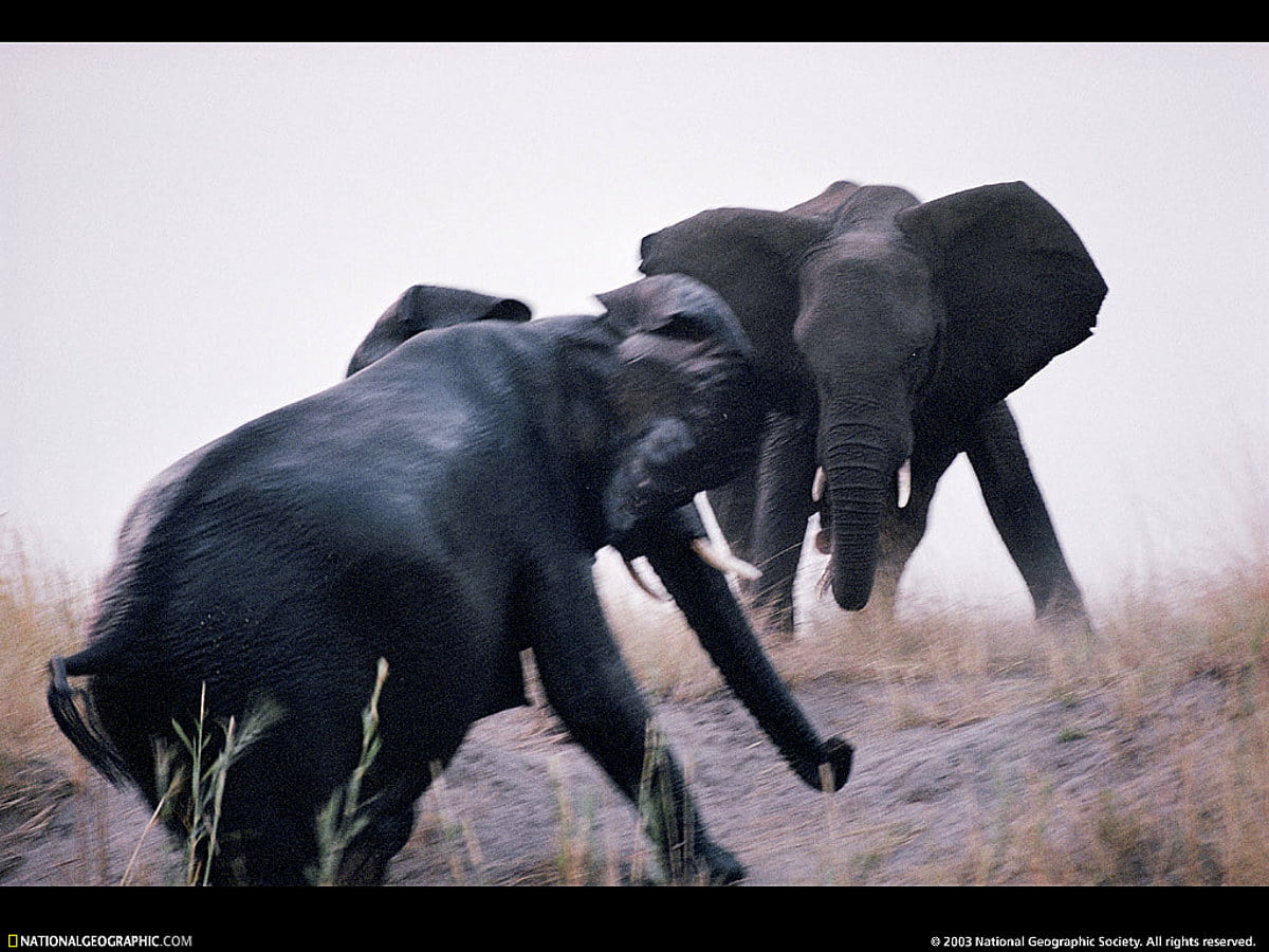20+ Elefant bakgrunner HD | Laste ned Bakgrunnsbilder Gratis