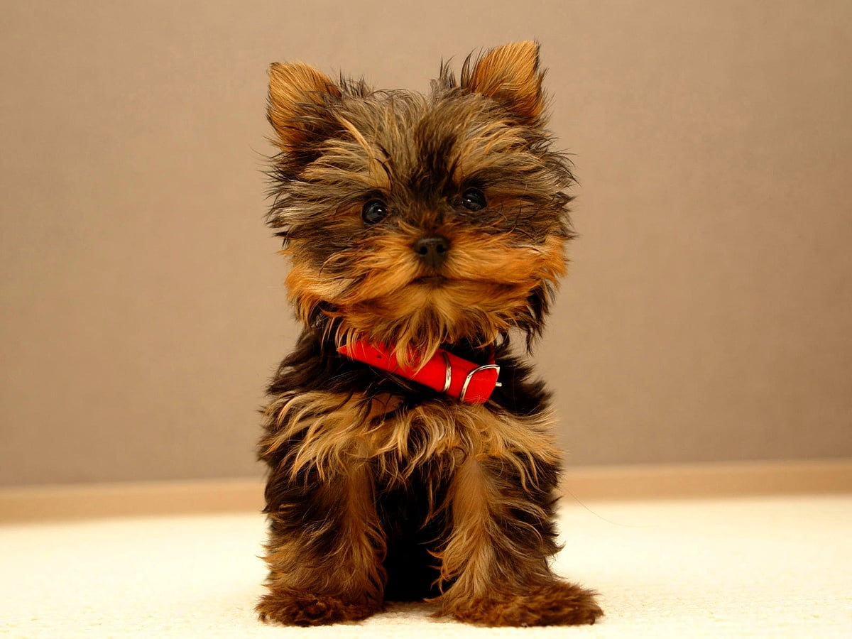 Liten terrier bakgrunner HD | Laste ned Bakgrunnsbilder Gratis