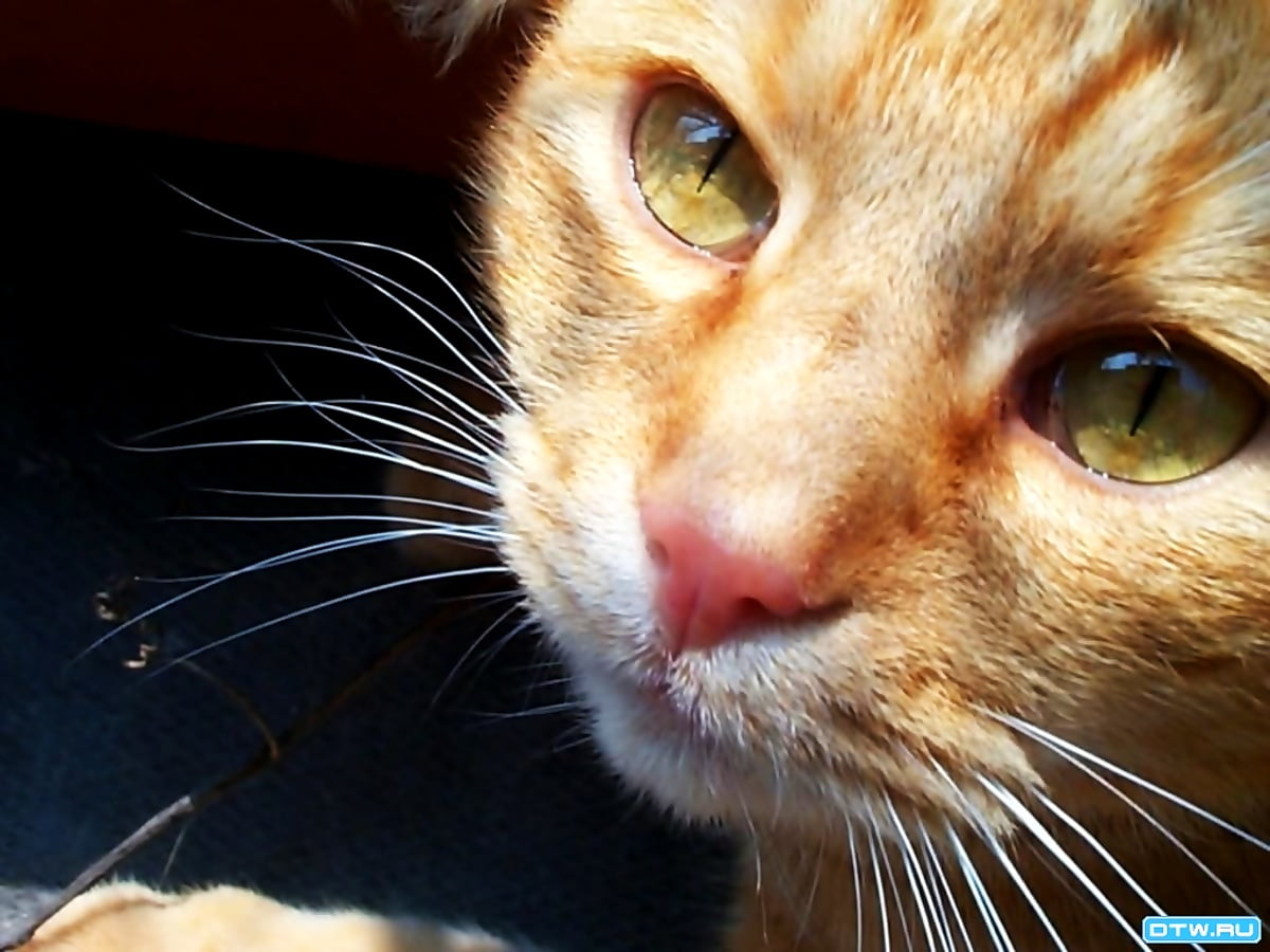 Baggrund Katte, Dyr, Huskat | Bedste Gratis baggrund